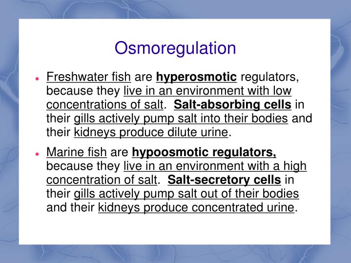 PPT - Chapter 16 Notes, Fish PowerPoint Presentation - ID:5338364