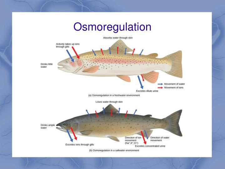 PPT - Chapter 16 Notes, Fish PowerPoint Presentation - ID:5338364