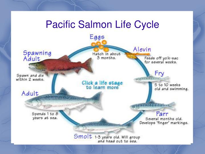 PPT - Chapter 16 Notes, Fish PowerPoint Presentation - ID:5338364