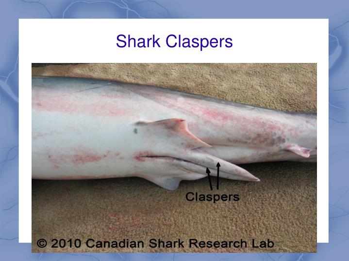 PPT - Chapter 16 Notes, Fish PowerPoint Presentation - ID:5338364