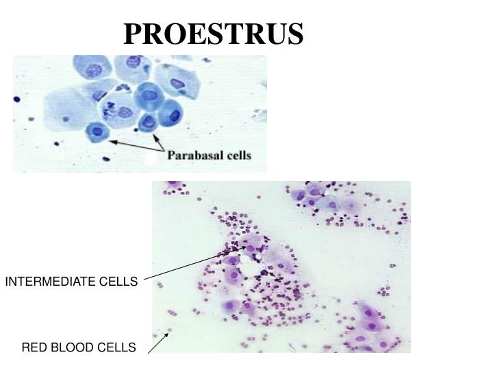 PPT - PROFESSIONALISM PowerPoint Presentation - ID:5338623