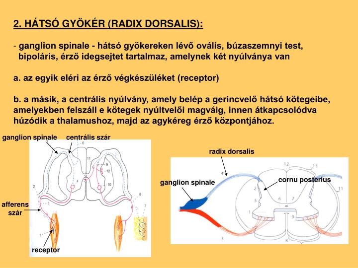 PPT - A GERINCVELŐ (MEDULLA SPINALIS) ANATÓMIÁJA PowerPoint ...