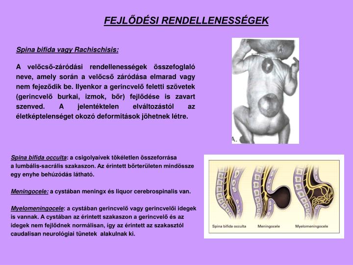 PPT - A GERINCVELŐ (MEDULLA SPINALIS) ANATÓMIÁJA PowerPoint ...