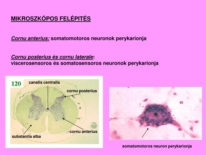PPT - A GERINCVELŐ (MEDULLA SPINALIS) ANATÓMIÁJA PowerPoint ...
