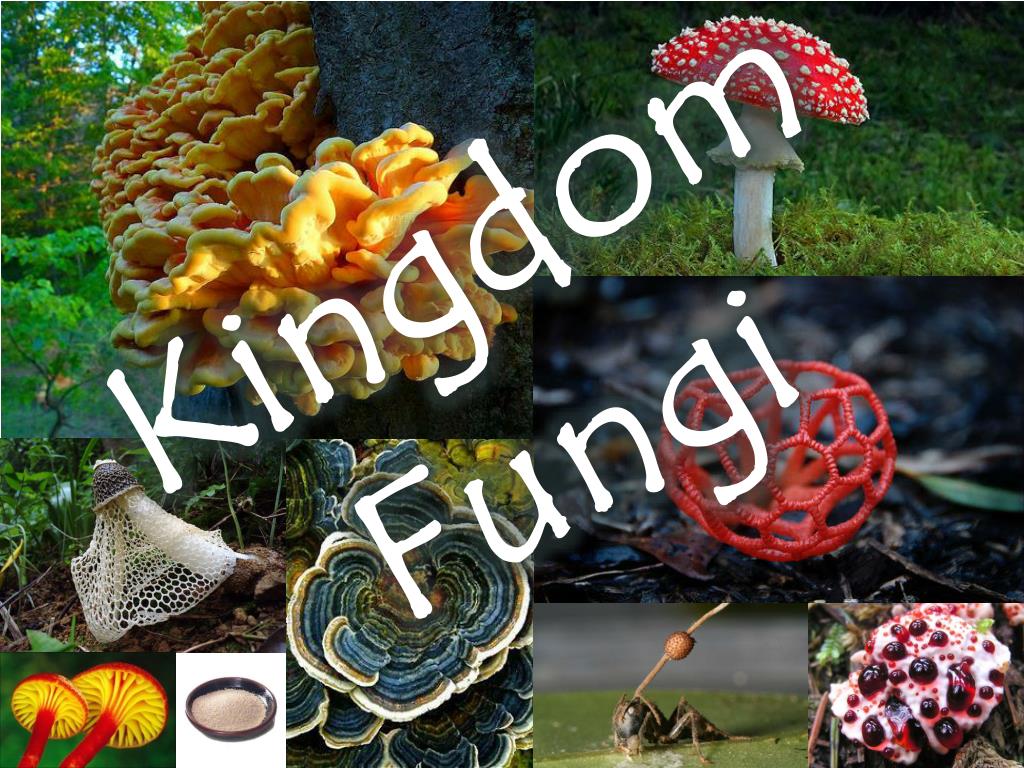 Ppt Kingdom Fungi Powerpoint Presentation Free Download Id 5339753