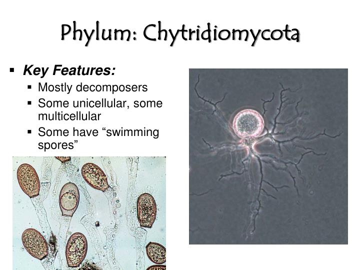 PPT - Kingdom Fungi PowerPoint Presentation - ID:5339753