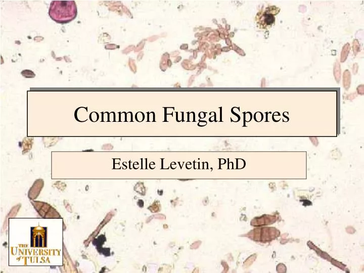 PPT - Common Fungal Spores PowerPoint Presentation, free download - ID ...