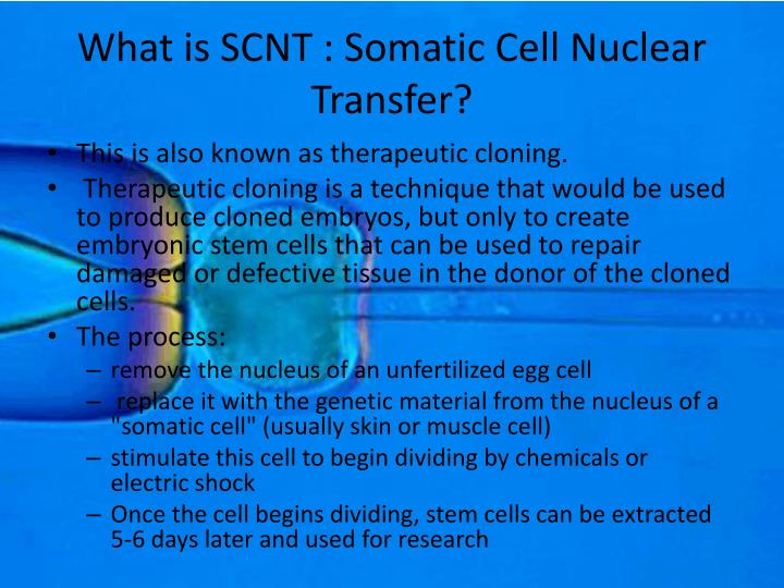 PPT - Therapeutic Cloning and Stem Cell Therapy PowerPoint Presentation ...