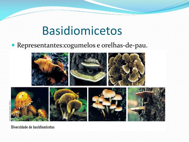PPT - O Reino Fungi PowerPoint Presentation - ID:5340769