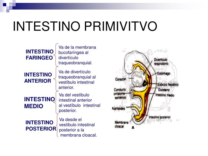 PPT - INTESTINO PRIMITIVO PowerPoint Presentation - ID:5342502