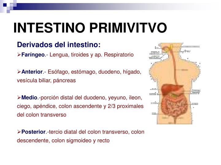 PPT - INTESTINO PRIMITIVO PowerPoint Presentation - ID:5342502