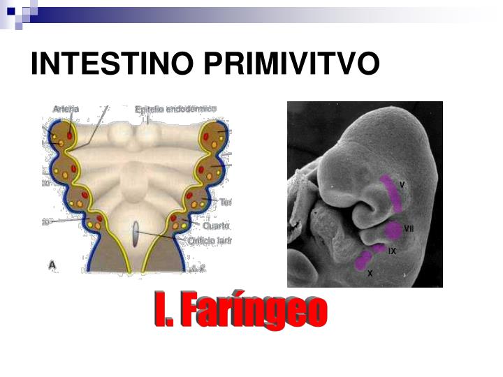 PPT - INTESTINO PRIMITIVO PowerPoint Presentation - ID:5342502