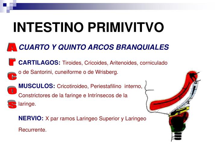 PPT - INTESTINO PRIMITIVO PowerPoint Presentation - ID:5342502