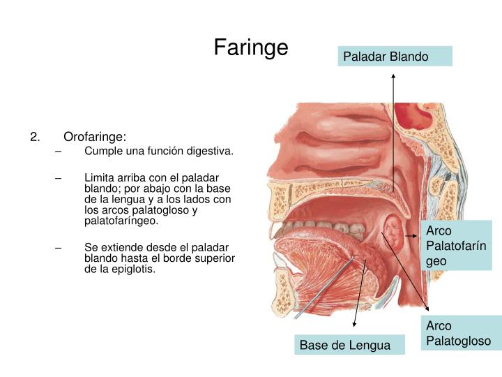PPT - Músculos de la Expresión Facial. Cuello PowerPoint Presentation ...