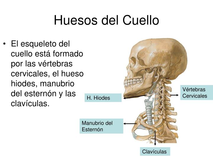 PPT - Músculos de la Expresión Facial. Cuello PowerPoint Presentation ...