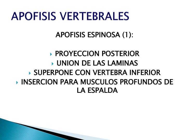 PPT - HUESOS DE LA COLUMNA VERTEBRAL PowerPoint Presentation - ID:5342558