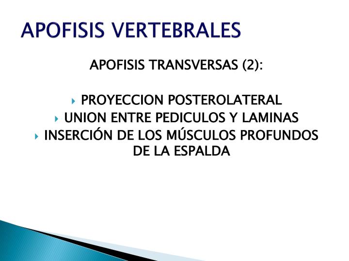 PPT - HUESOS DE LA COLUMNA VERTEBRAL PowerPoint Presentation - ID:5342558