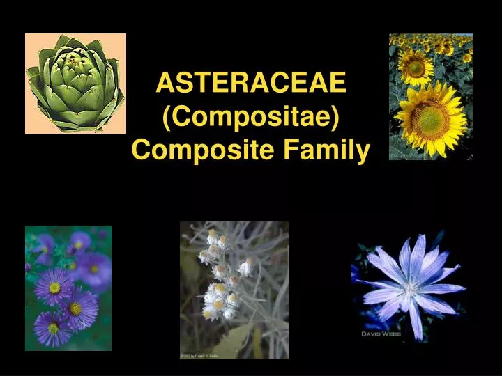 PPT - ASTERACEAE (Compositae) Composite Family PowerPoint Presentation ...