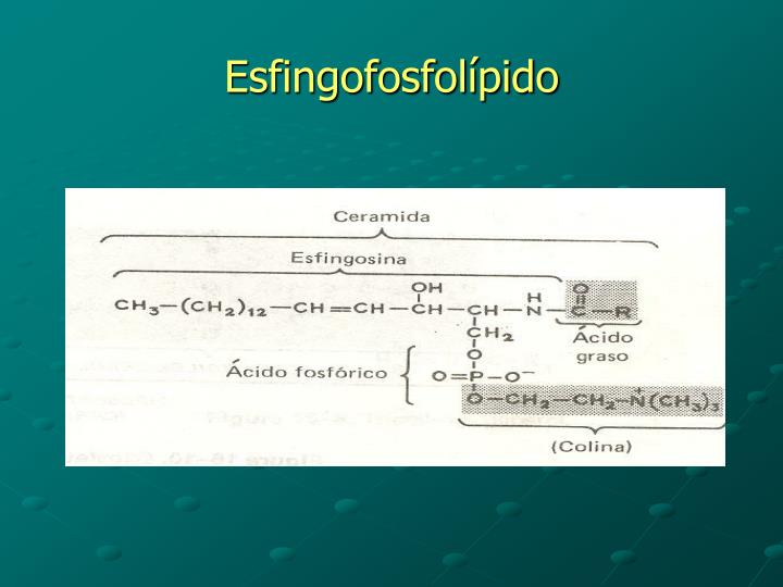 PPT - LIPIDOS PowerPoint Presentation - ID:5346449