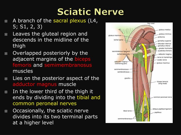 PPT - Posterior compartment of thigh PowerPoint Presentation - ID:5347877