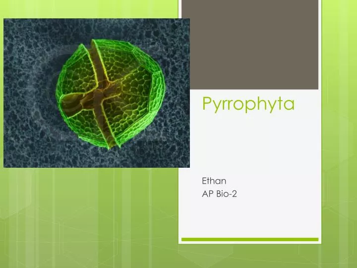 PPT - Pyrrophyta PowerPoint Presentation, free download - ID:5348038