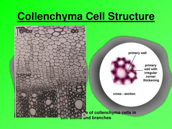 PPT - Stem Morphology for Quaking Aspen ( Populus tremuloides ) and ...