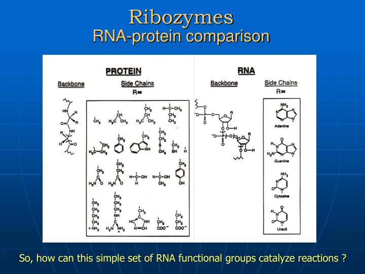 PPT - Enzyme Catalysis PowerPoint Presentation - ID:5349643