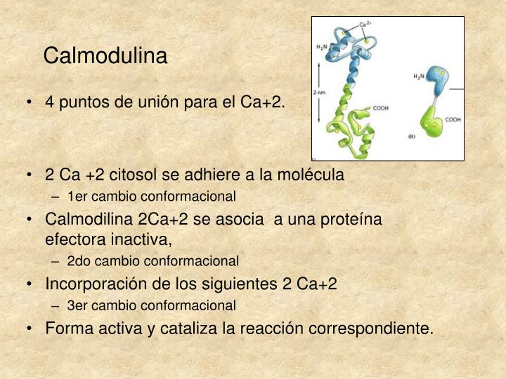 PPT - Regulación Hormonal del metabolismo del calcio, Fosfatos ...