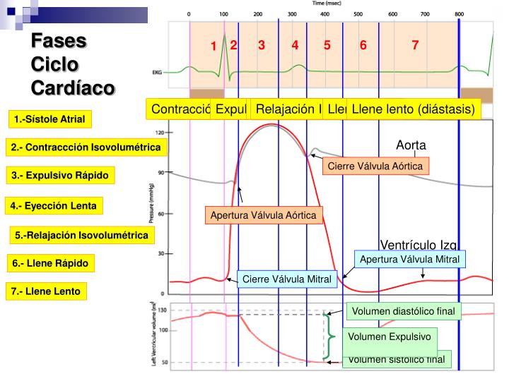 PPT - Corazón: anatomía y función PowerPoint Presentation - ID:5350623
