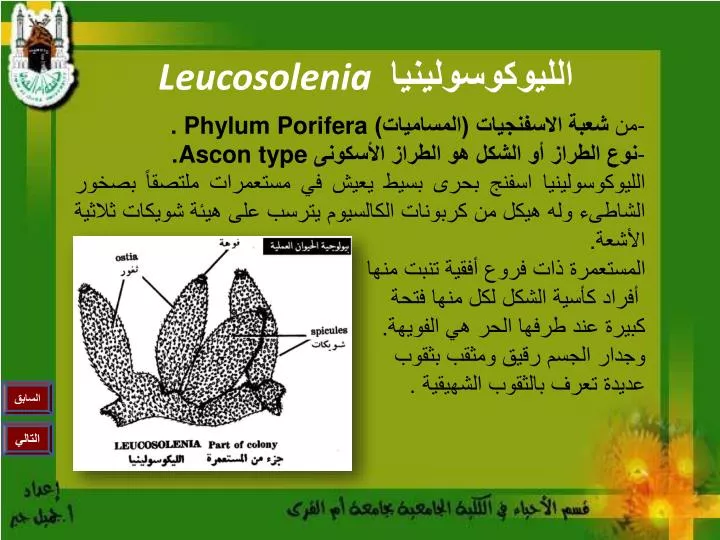 PPT - الليوكوسولينيا Leucosolenia PowerPoint Presentation - ID:5350898