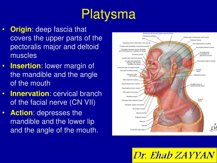 PPT - Muscles of the neck PowerPoint Presentation - ID:5351003