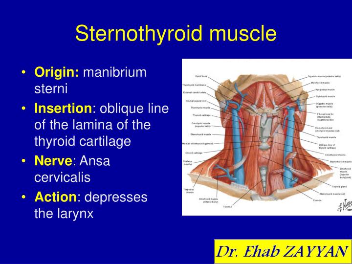PPT - Muscles of the neck PowerPoint Presentation - ID:5351003