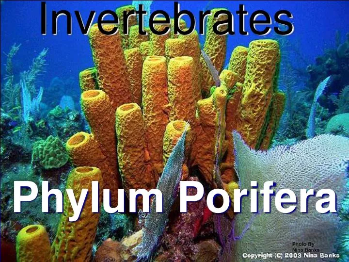 PPT - Invertebrates PowerPoint Presentation, free download - ID:5351293