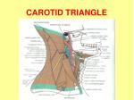 PPT - ANTERIOR TRIANGLE OF THE NECK II PowerPoint Presentation - ID:5351557