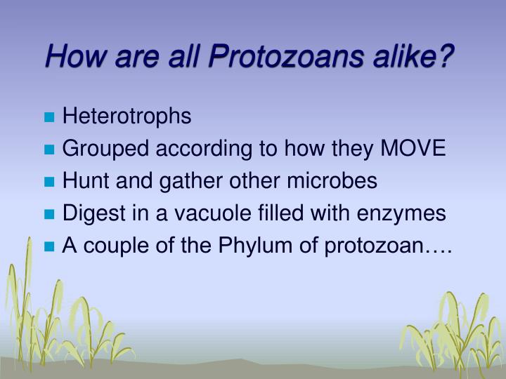 PPT - Kingdom Protista PowerPoint Presentation - ID:5354476