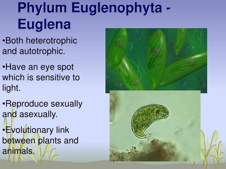 PPT - Kingdom Protista PowerPoint Presentation - ID:5354476