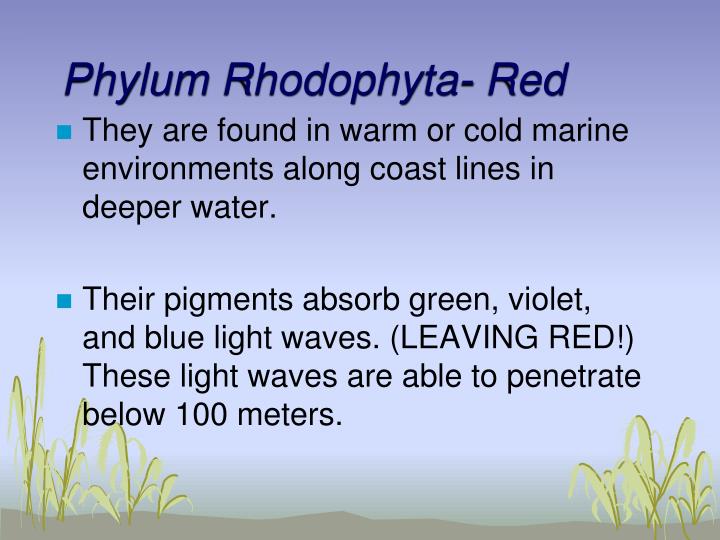 PPT - Kingdom Protista PowerPoint Presentation - ID:5354476