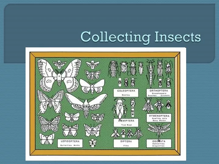 PPT - Collecting Insects PowerPoint Presentation, free download - ID ...