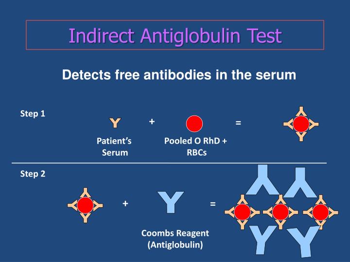 PPT - Antiglobulin Test PowerPoint Presentation - ID:5356579