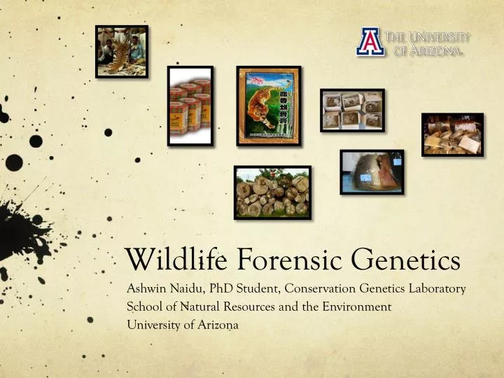 PPT - Wildlife Forensic Genetics PowerPoint Presentation, free download - ID:5359274