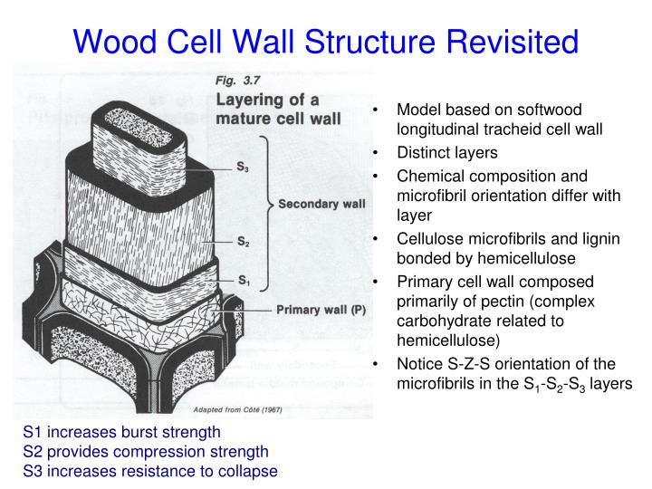 PPT - Wood and Water PowerPoint Presentation - ID:5359698