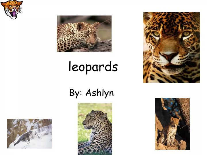 PPT - leopards PowerPoint Presentation, free download - ID:5360079