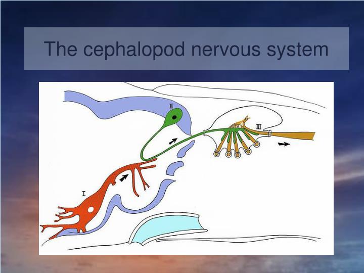 PPT - On Cephalopods PowerPoint Presentation - ID:5361195