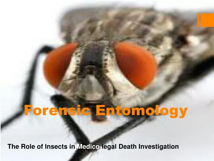 PPT - Forensic Entomology PowerPoint Presentation, free download - ID ...