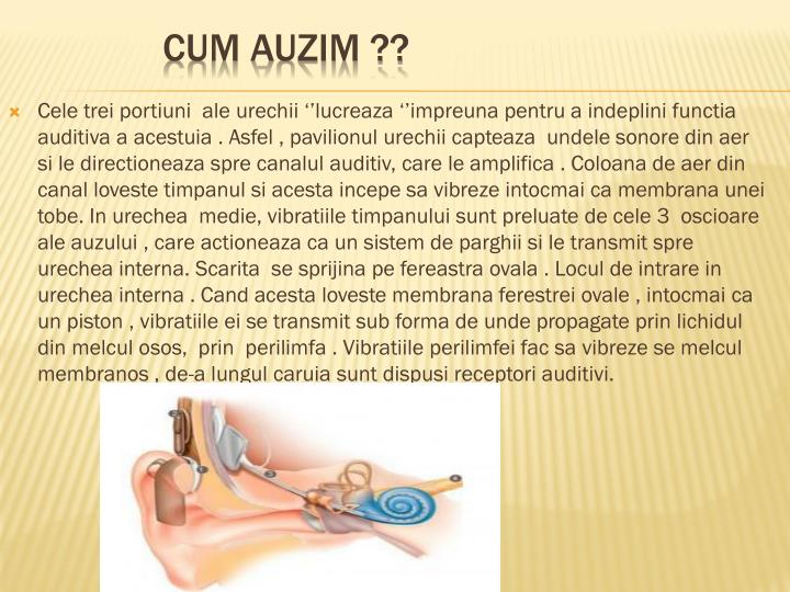 PPT - URECHEA – organ de simt pentru auz si echilibru PowerPoint ...