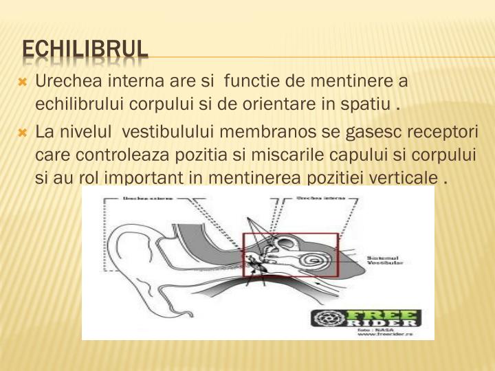 PPT - URECHEA – organ de simt pentru auz si echilibru PowerPoint ...