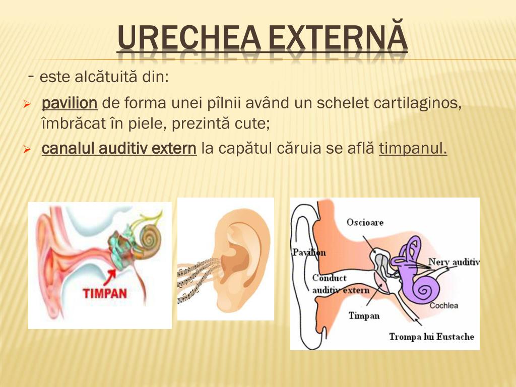 PPT - URECHEA – organ de simt pentru auz si echilibru PowerPoint ...