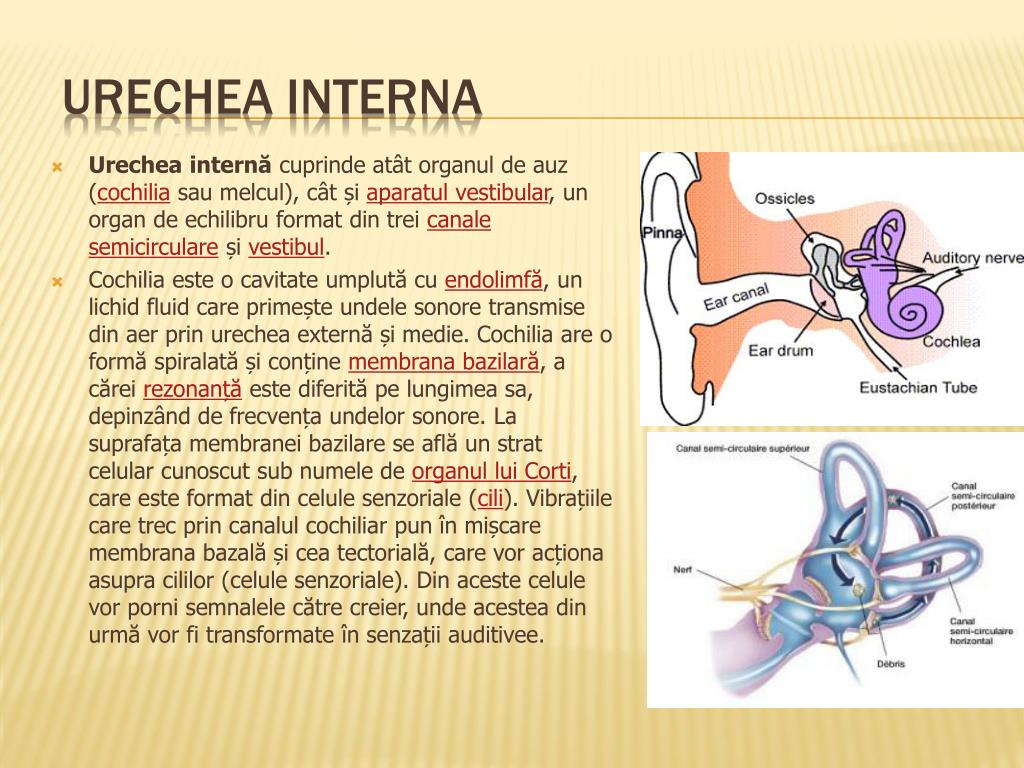 PPT - URECHEA – organ de simt pentru auz si echilibru PowerPoint ...