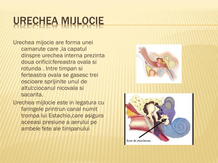 PPT - URECHEA – organ de simt pentru auz si echilibru PowerPoint ...