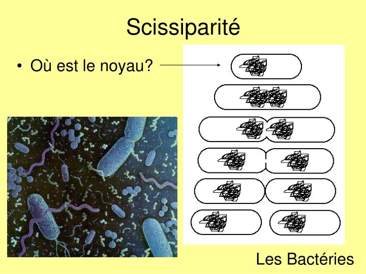 PPT - La Reproduction Asexuée PowerPoint Presentation - ID:5362752